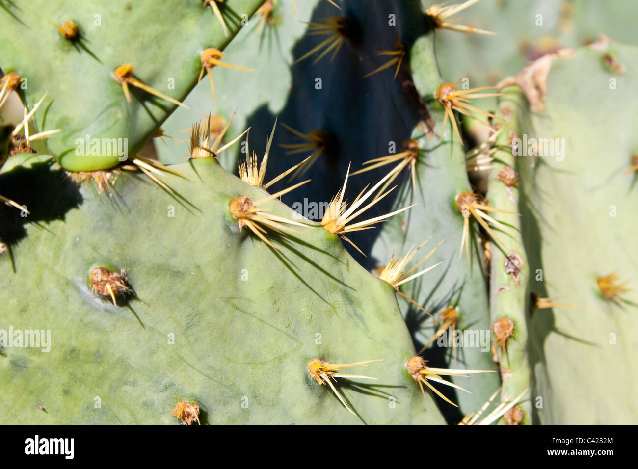 Opuntia nopales more commonly known hi-res stock photography and images ...