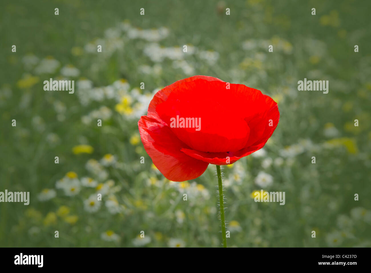 One red poppy standing tall amidst a field of dying rapeseed Stock ...
