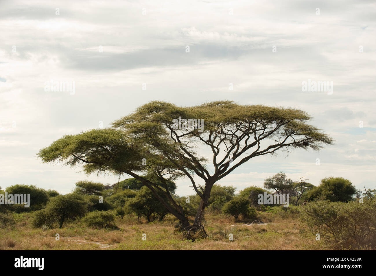 Acacia tortillas tree hi-res stock photography and images - Alamy