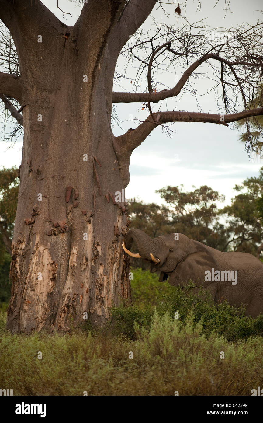 Baobab tree damaged by elephants in Mombo, Okavango Delta, Botswana ...