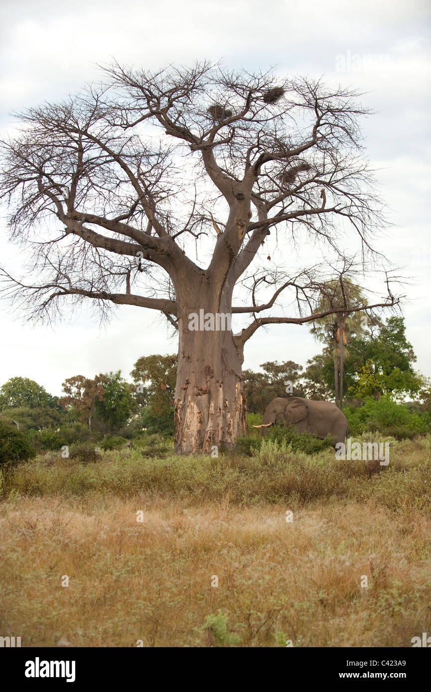Baobab tree damaged by elephants in Mombo, Okavango Delta, Botswana ...