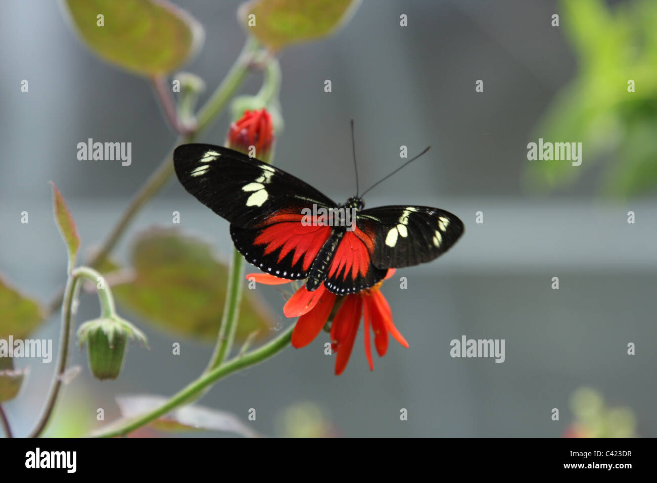 Beautiful Heliconiinae butterfly on a plant at the California Academy ...