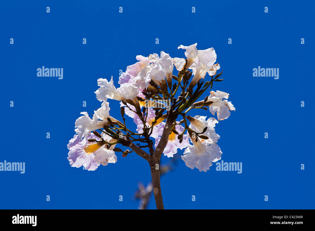 Savannah oak tree in bloom hi-res stock photography and images - Alamy