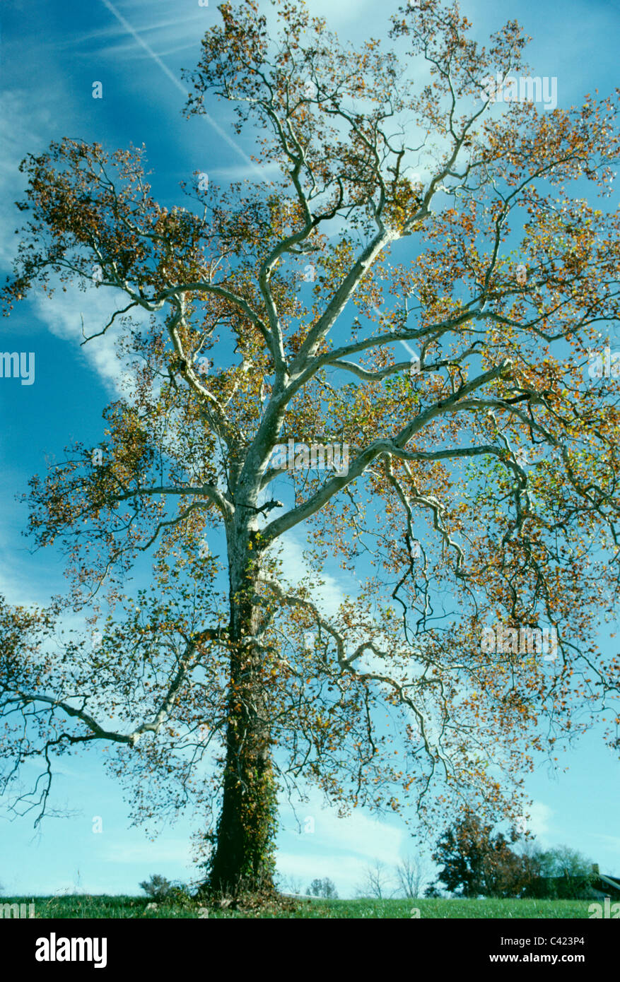 American Sycamore tree stands dramatically in fall foliage with ...