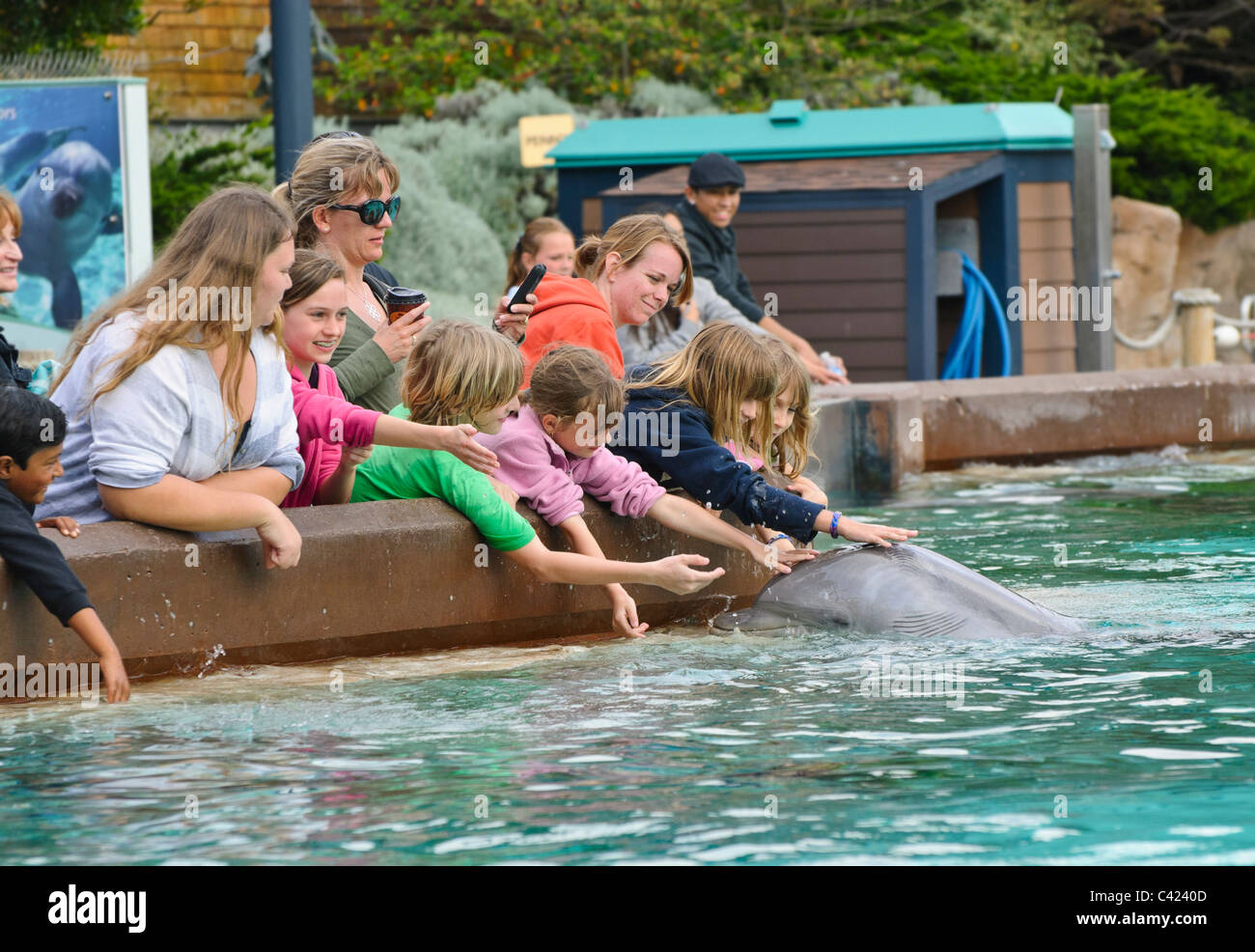 Guests petting dolphins at SeaWorld Stock Photo - Alamy