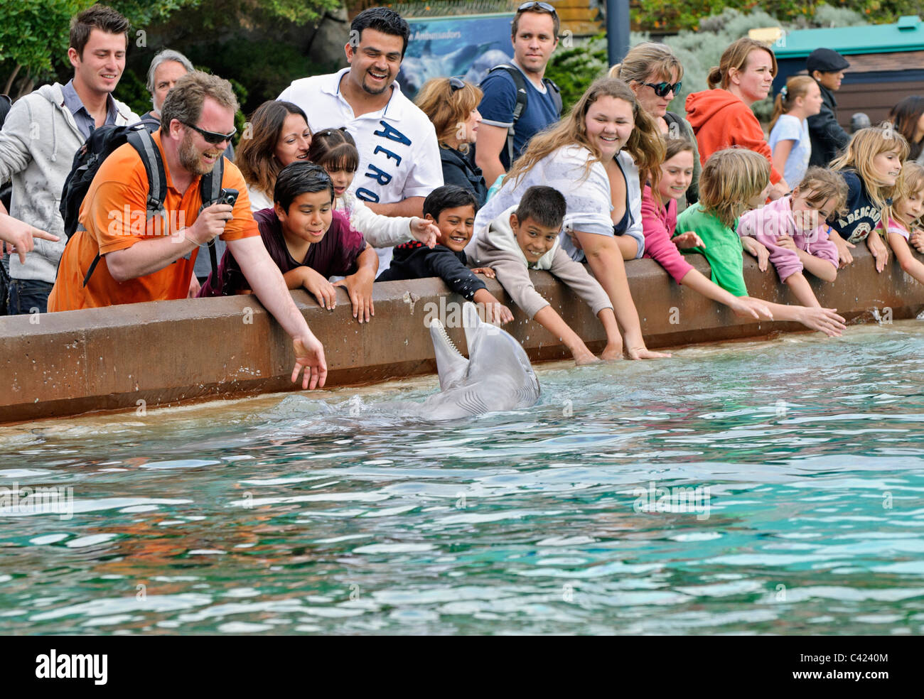 Guests petting dolphins at SeaWorld Stock Photo - Alamy