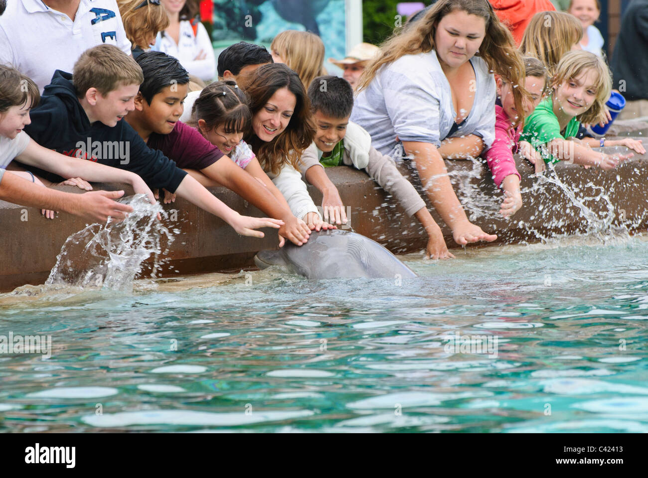 Guests petting dolphins at SeaWorld Stock Photo - Alamy