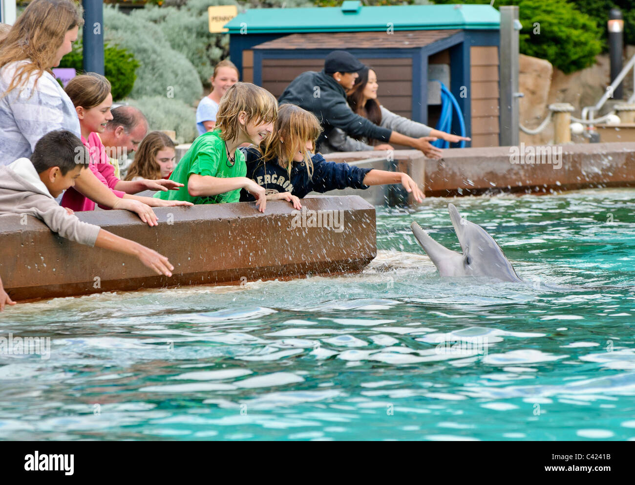 Guests petting dolphins at SeaWorld Stock Photo - Alamy