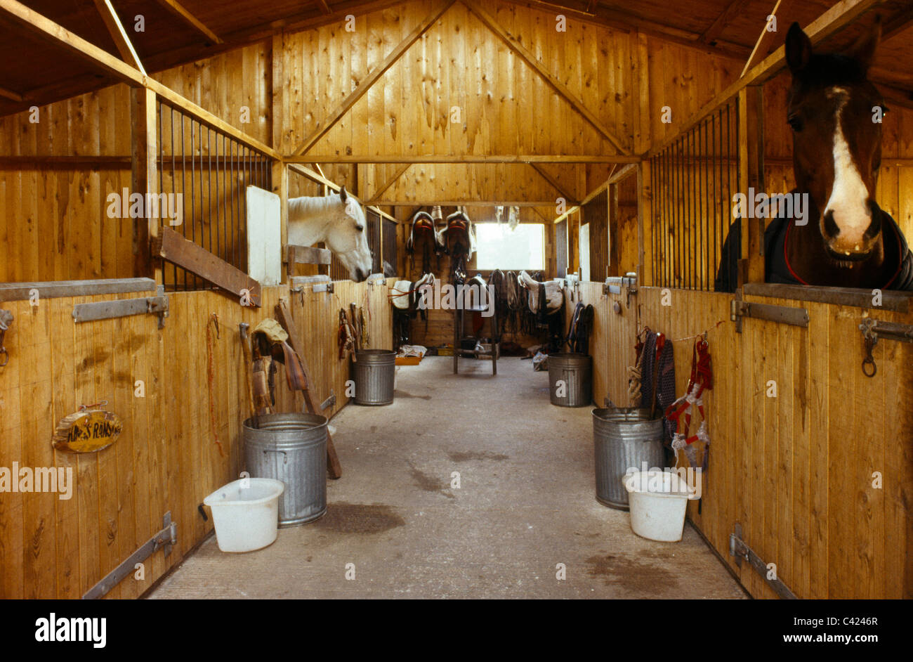 Horse In Stables Epsom Stock Photo - Alamy