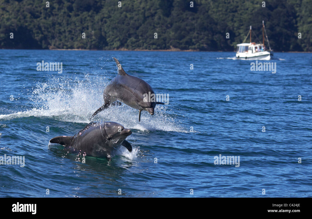 Bottlenose dolphin new zealand hi-res stock photography and images - Alamy
