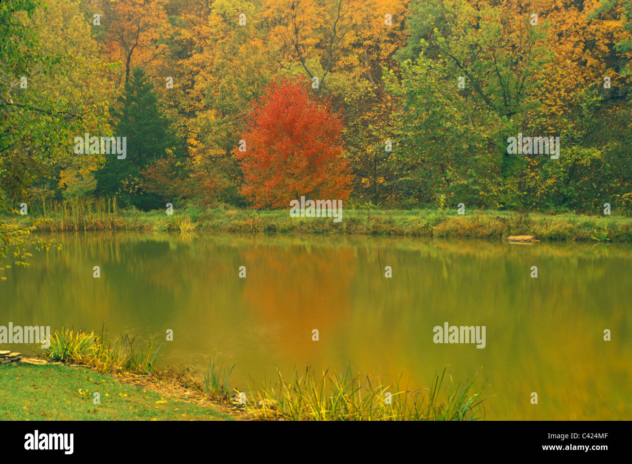 Rural lake reflects the fall colors of trees around the lake, Missouri ...