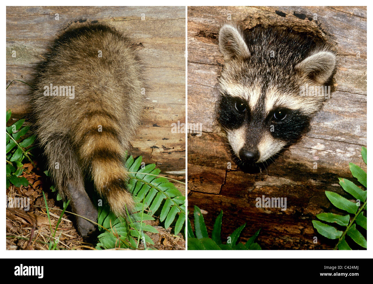 Front and back end of baby raccoon, pyron locotor, plays in hollow log ...