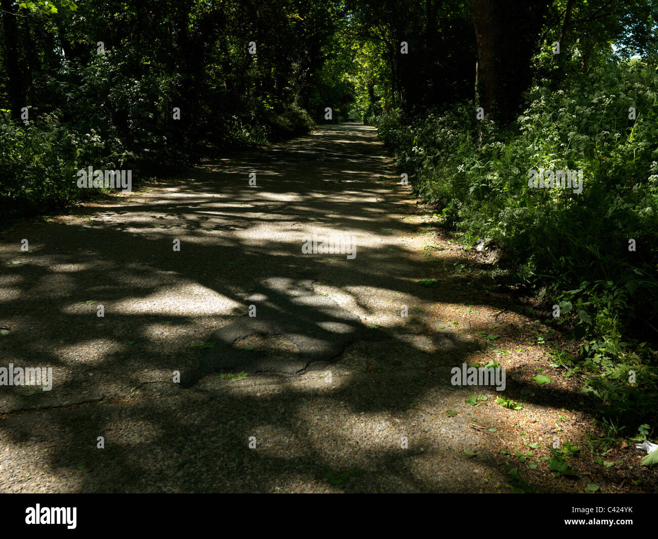 Road With Trees Either Side Cheam Surrey England Stock Photo - Alamy