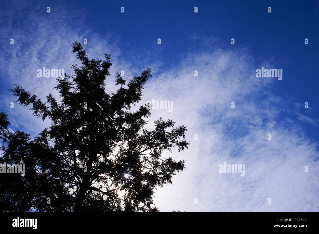 Cloudy sky with trees hi-res stock photography and images - Alamy