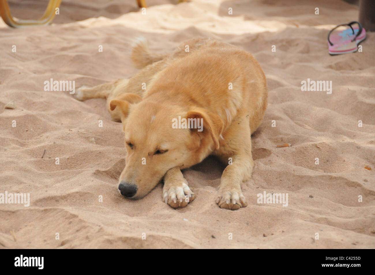 A sandy coloured dog cooling down in the Red Sea in Egypt Stock Photo ...