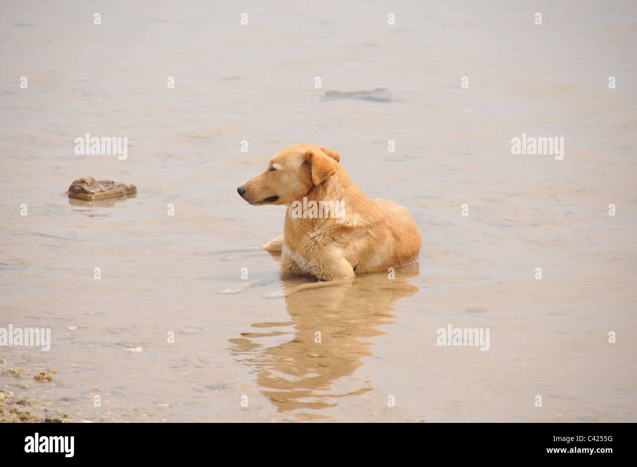 A sandy coloured dog cooling down in the Red Sea in Egypt Stock Photo ...
