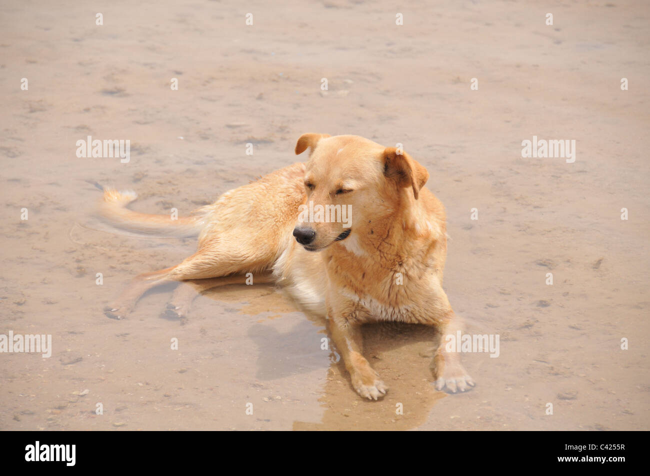 A sandy coloured dog cooling down in the Red Sea in Egypt Stock Photo ...