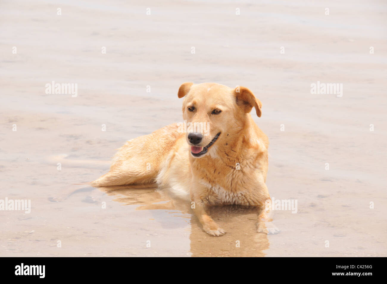 A sandy coloured dog cooling down in the Red Sea in Egypt Stock Photo ...