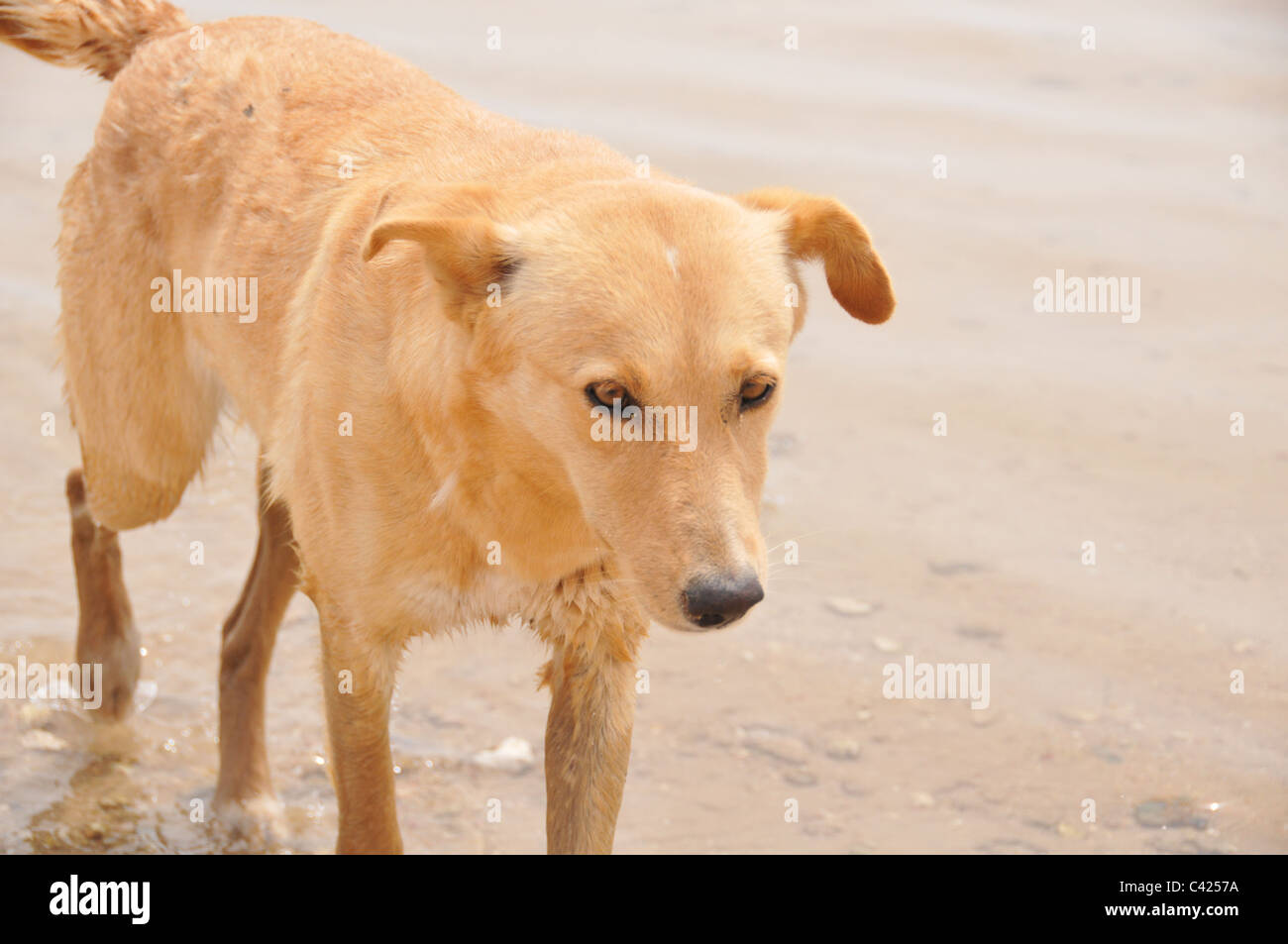 A sandy coloured dog cooling down in the Red Sea in Egypt Stock Photo ...