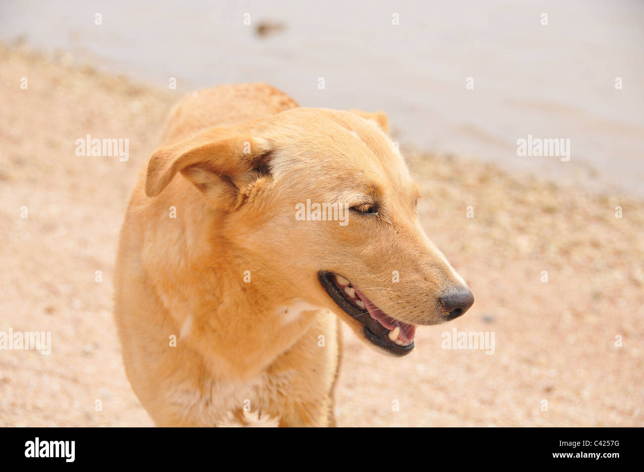 A sandy coloured dog cooling down in the Red Sea in Egypt Stock Photo ...