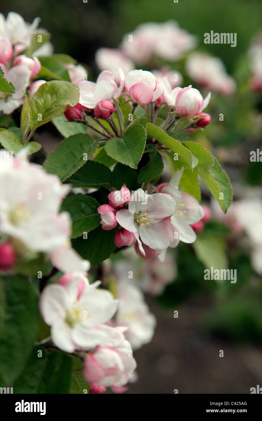 Malus domestica 'Saturn' - Apple blossom Stock Photo - Alamy