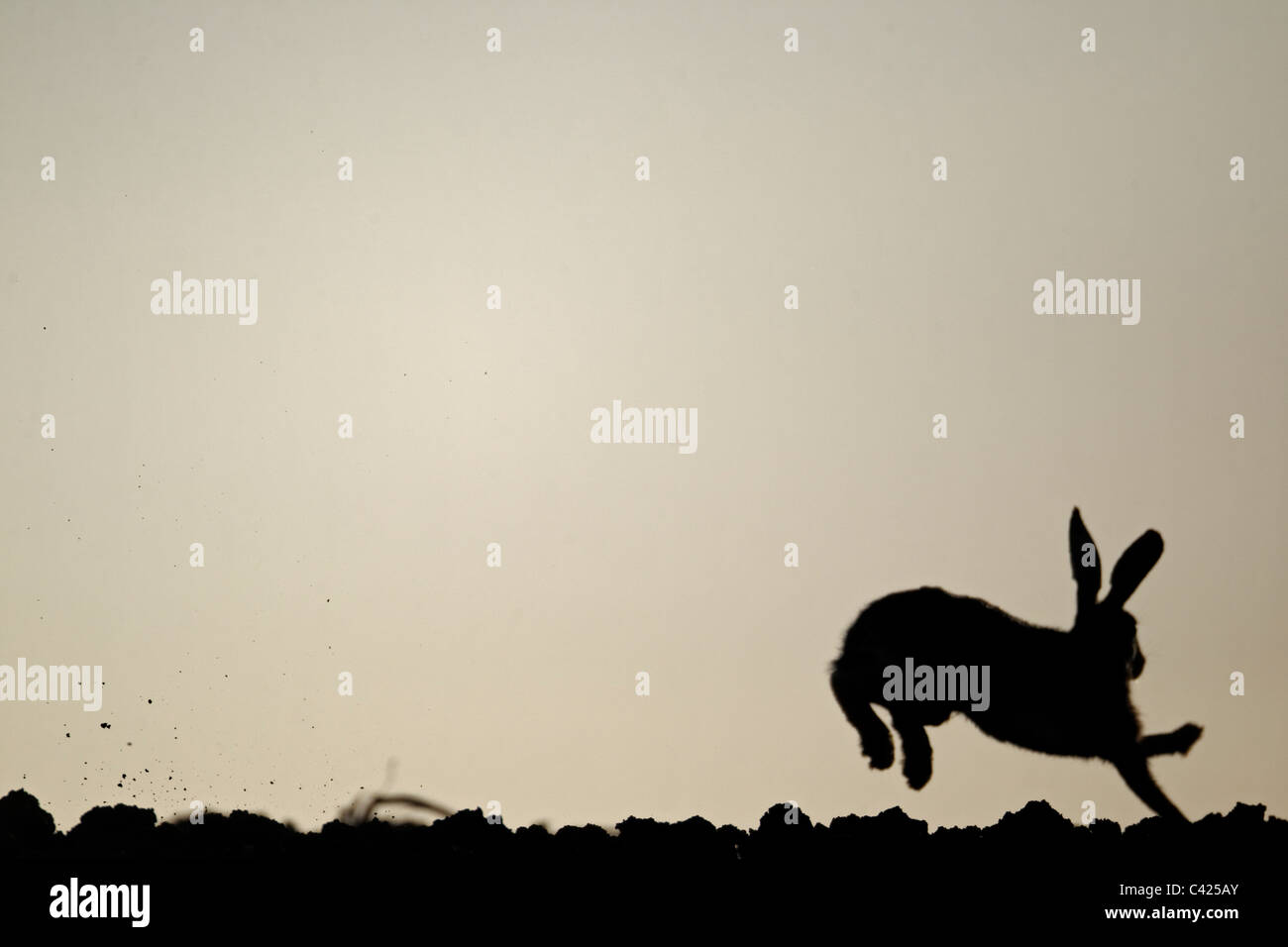 Brown hare, Lepus europaeus, single mammal running, Midlands, May 2011 ...