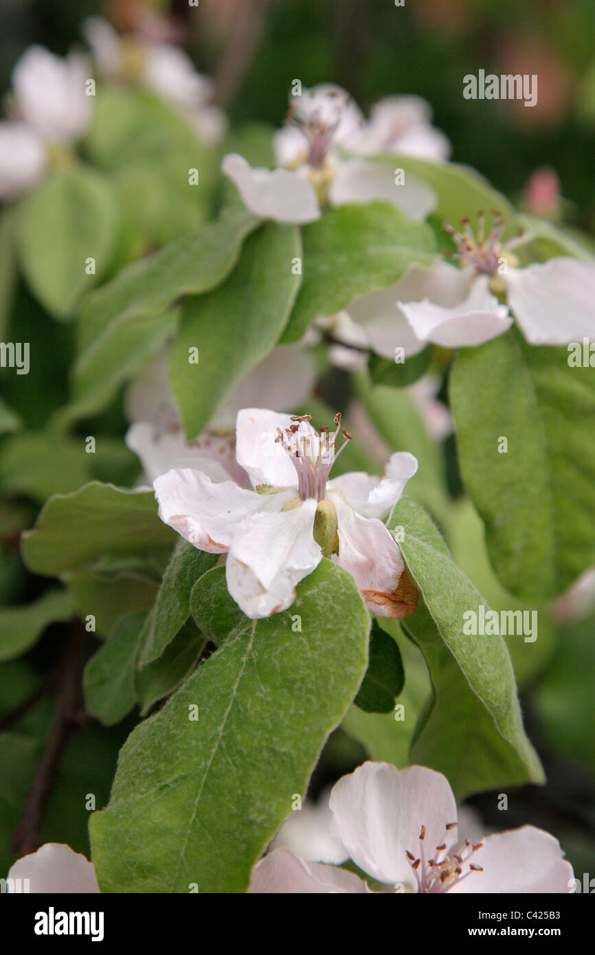 Quince blossom cydonia oblonga hi-res stock photography and images - Alamy