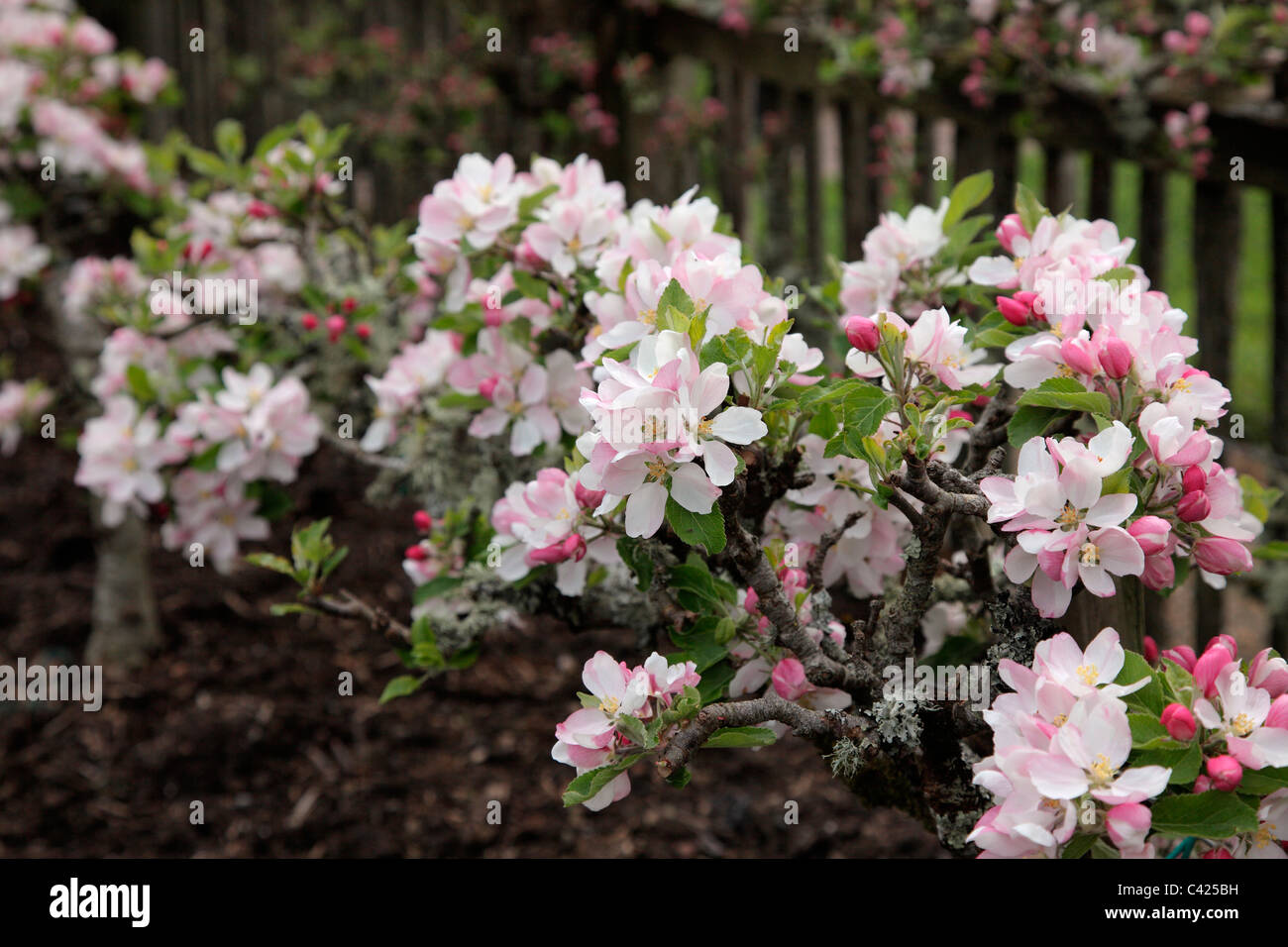 Rootstock Apple Tree High Resolution Stock Photography and Images - Alamy
