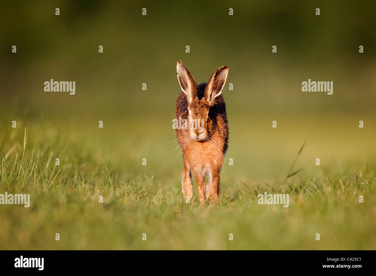 Hare running fast hi-res stock photography and images - Alamy