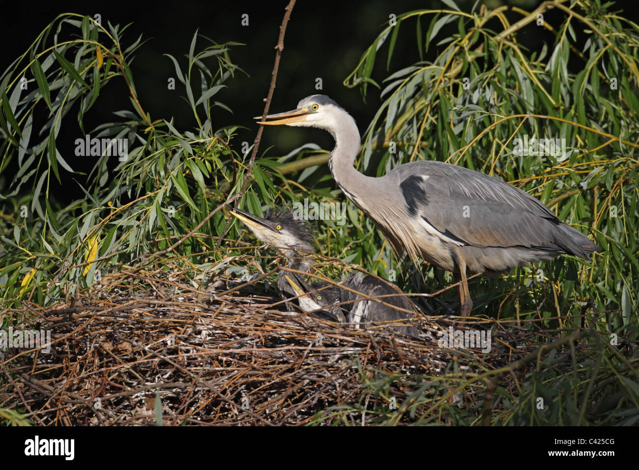Grey heron, Ardea cinerea, single adult with nest stick and three young ...