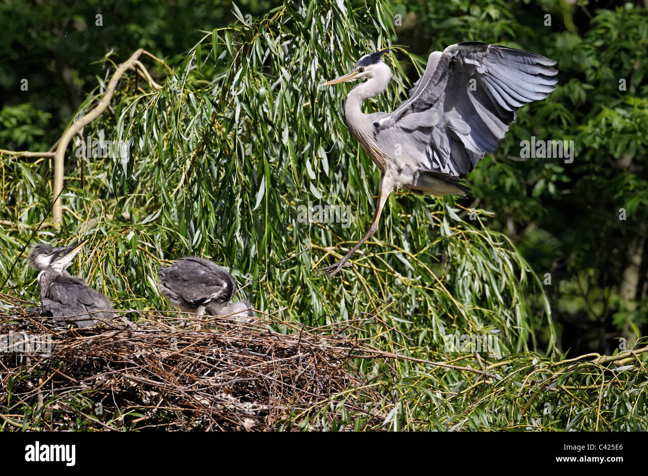 Grey heron, Ardea cinerea, single adult in flight with three young on ...