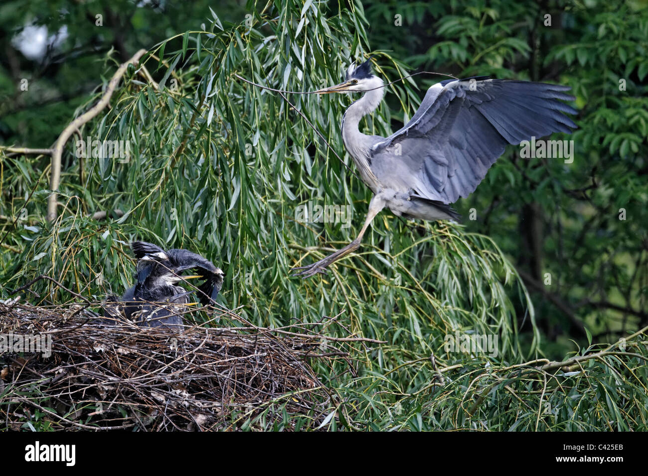 Grey heron, Ardea cinerea, single adult in flight with three young on ...