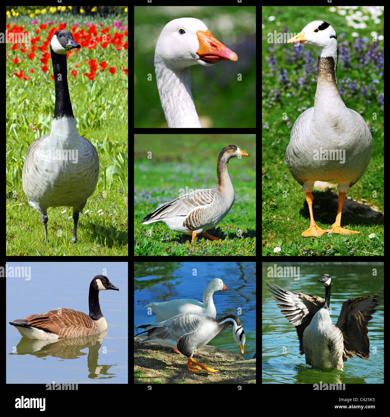 Seven mosaic photos of gooses Stock Photo - Alamy