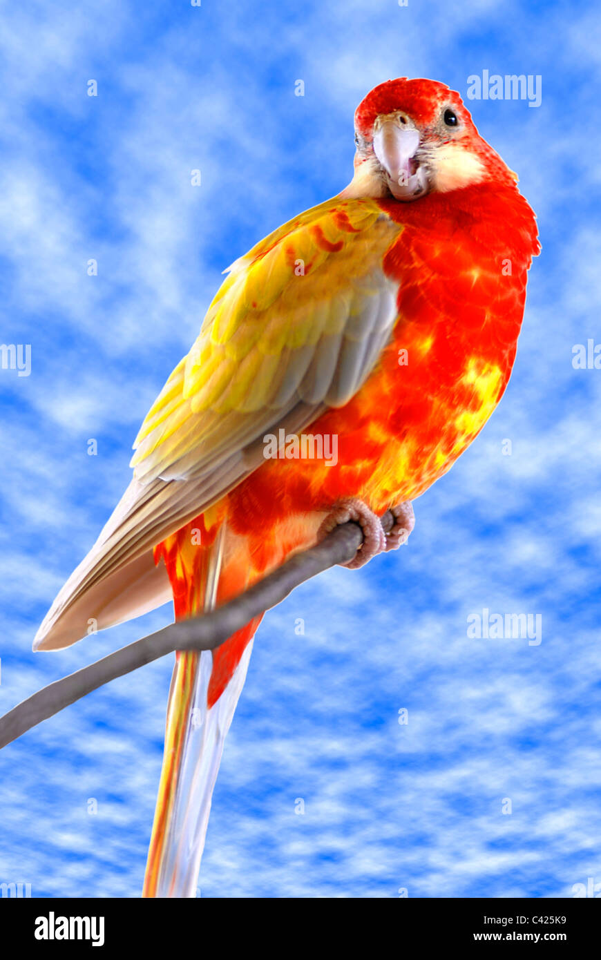 Eastern rosella hi-res stock photography and images - Alamy