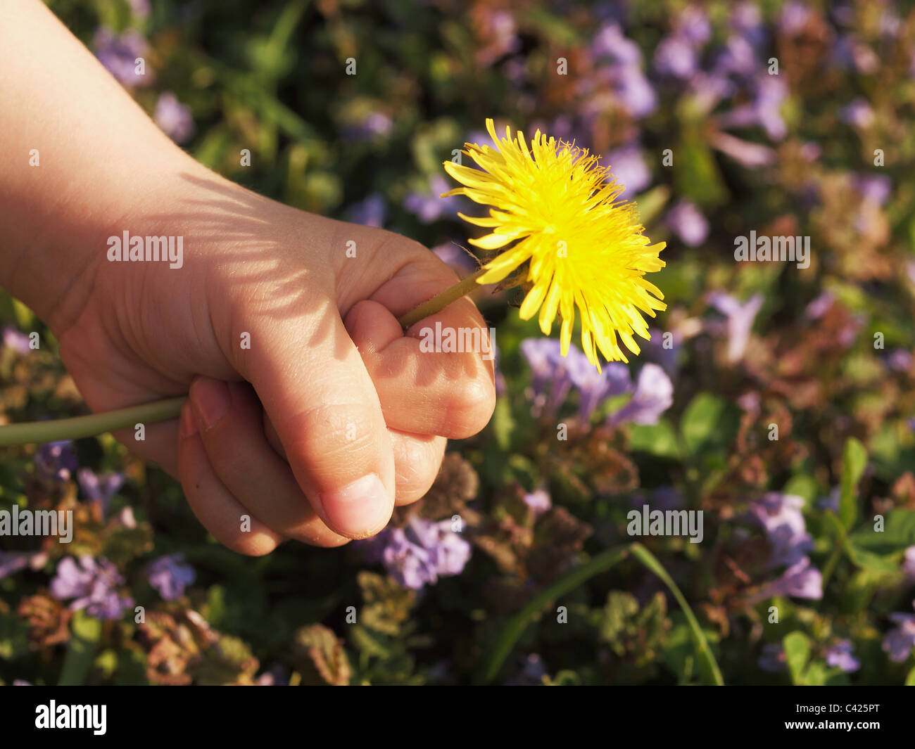 Hand and flower Stock Photo - Alamy