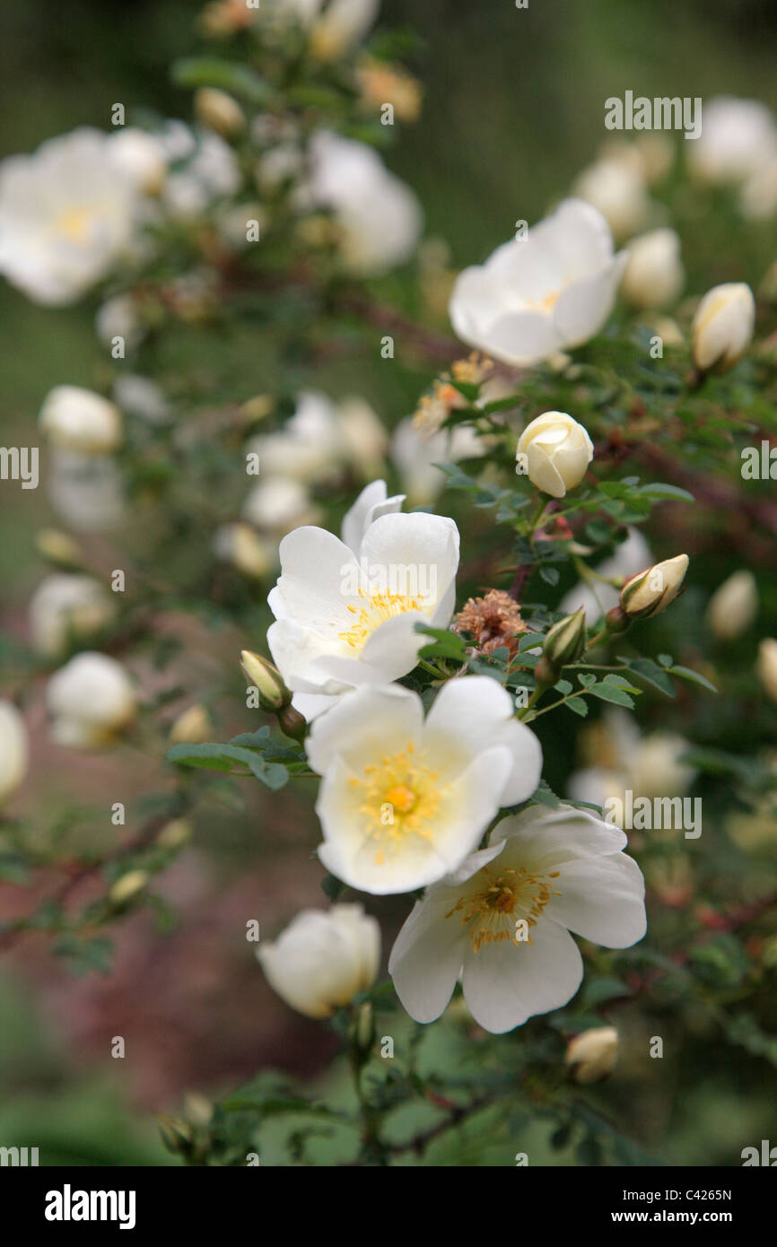 Rosa spinosissima hi-res stock photography and images - Alamy