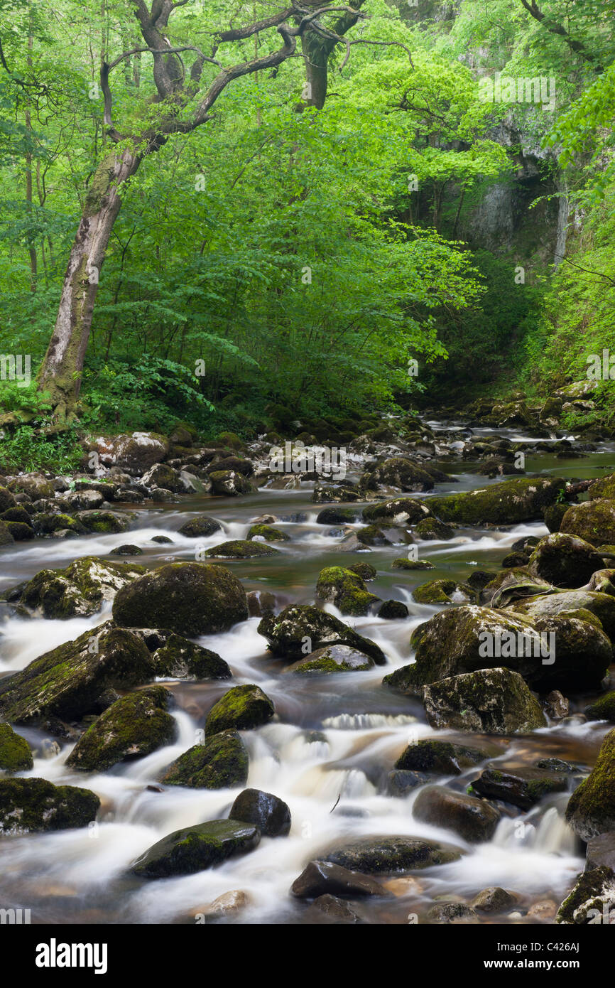 Swilla glen hi-res stock photography and images - Alamy