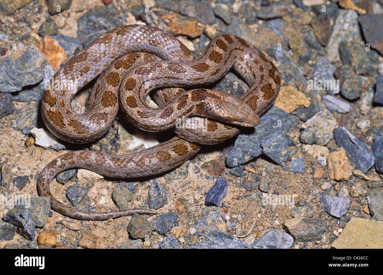 Cedros Island night snake, Hypsiglena ochrorhynchus baueri, Baja ...