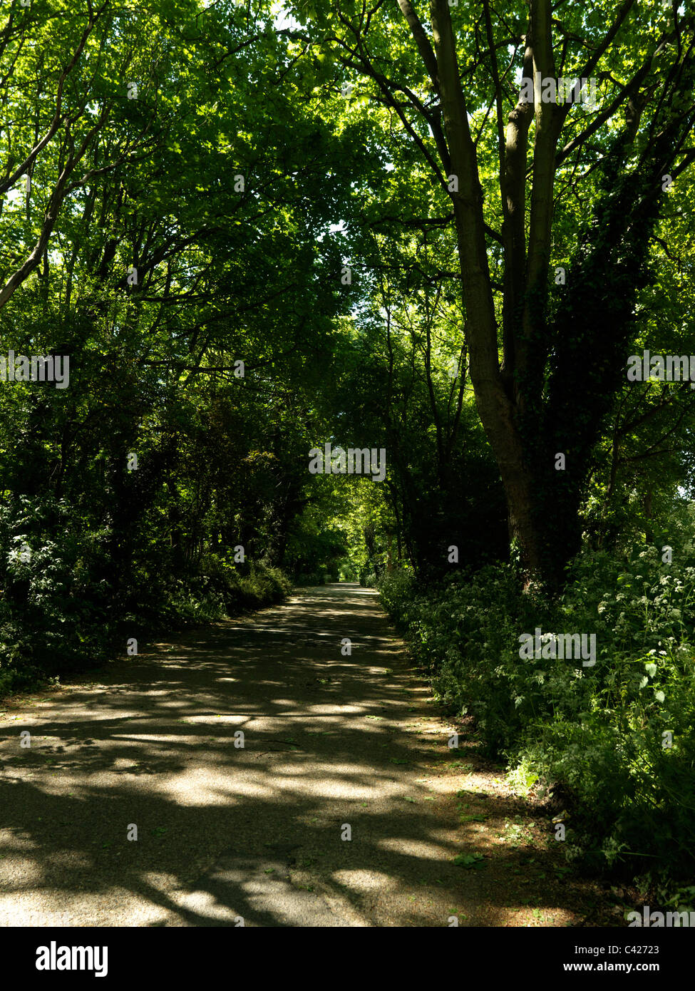 Pathway With Trees Either Side Cheam Surrey England Stock Photo - Alamy