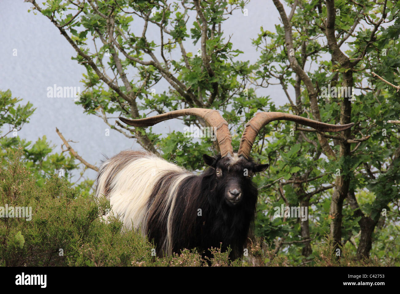 Feral goat Snowdonia Stock Photo - Alamy
