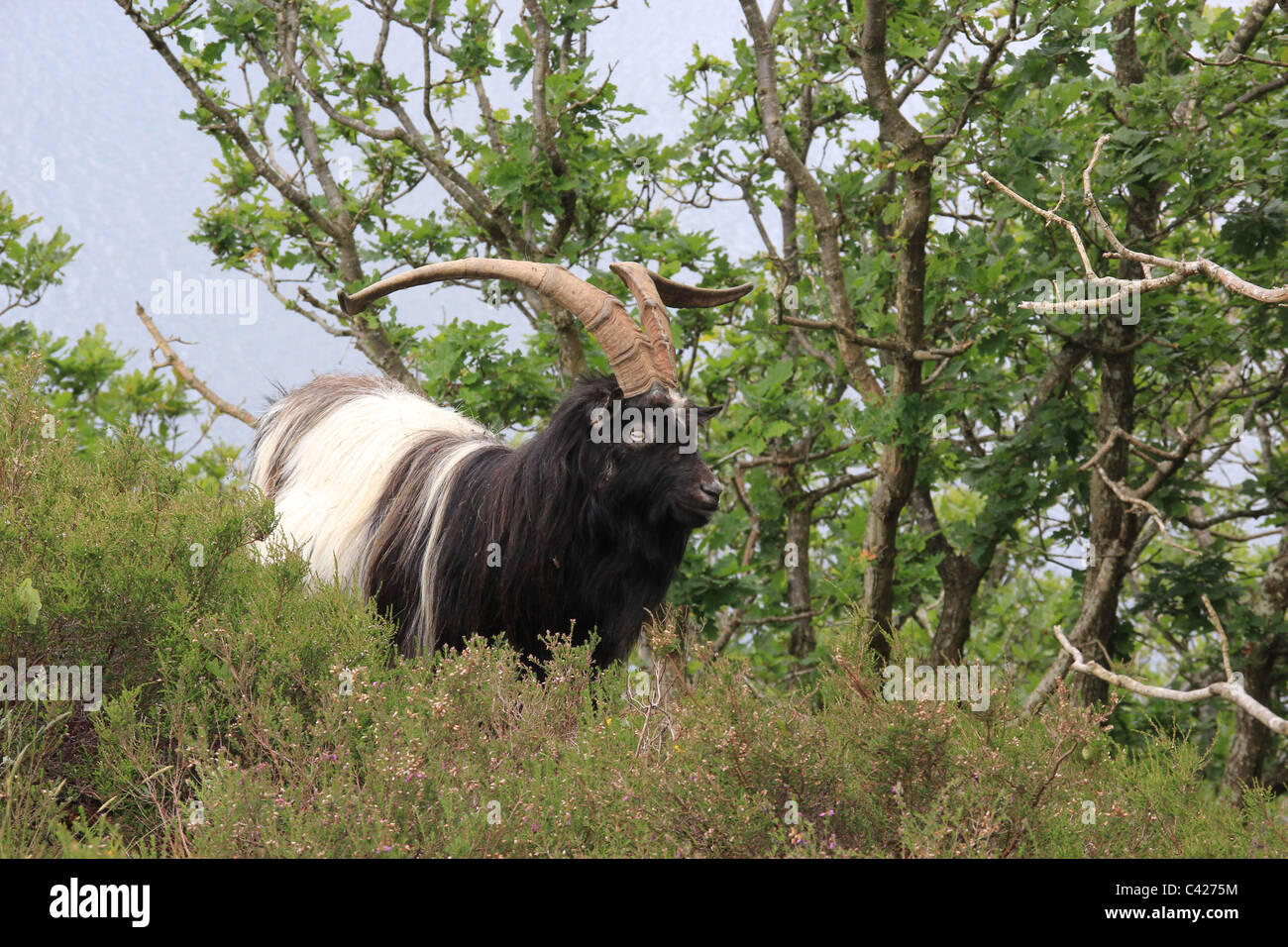 Feral goat Snowdonia Stock Photo - Alamy