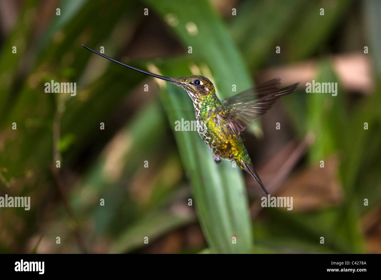 Cute hummingbird hi-res stock photography and images - Alamy