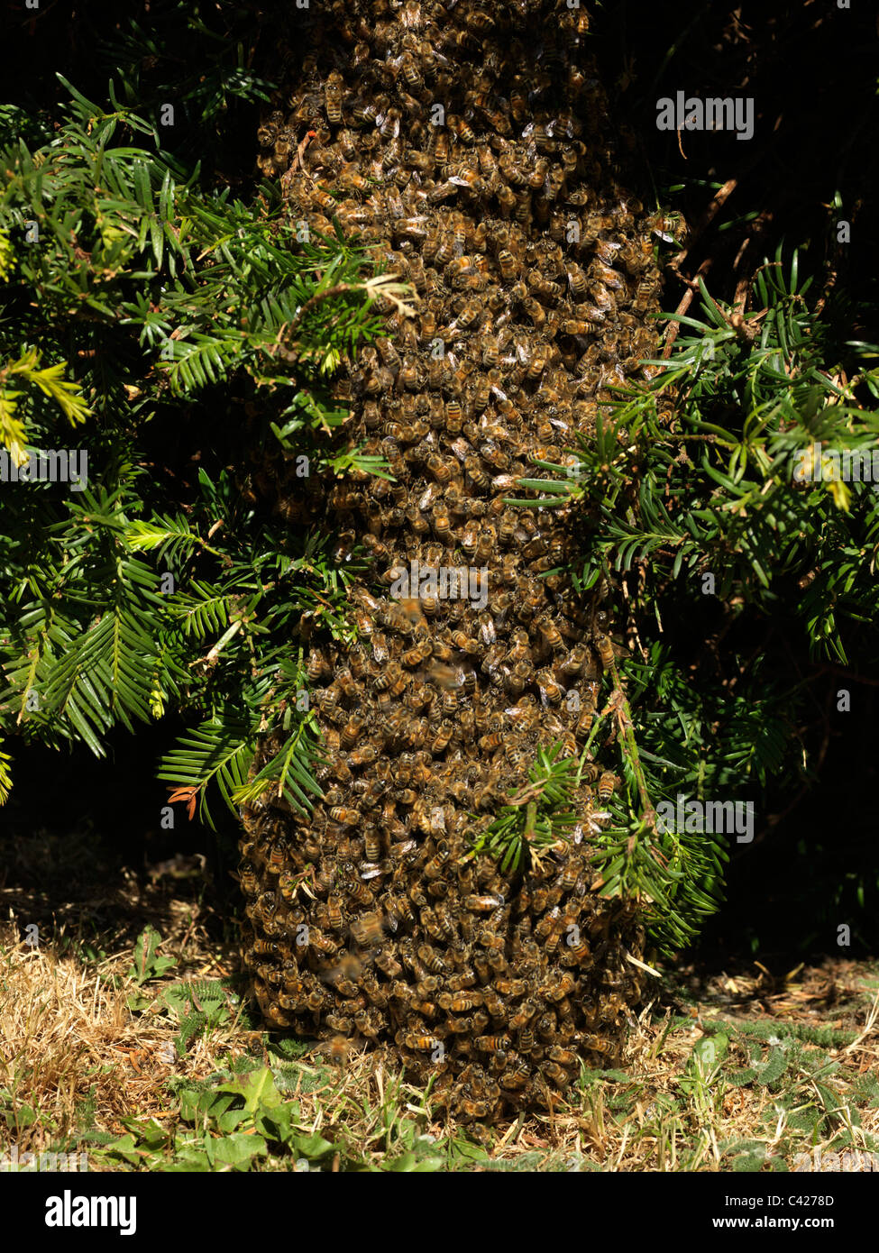 Bee swarm on a tree hi-res stock photography and images - Alamy
