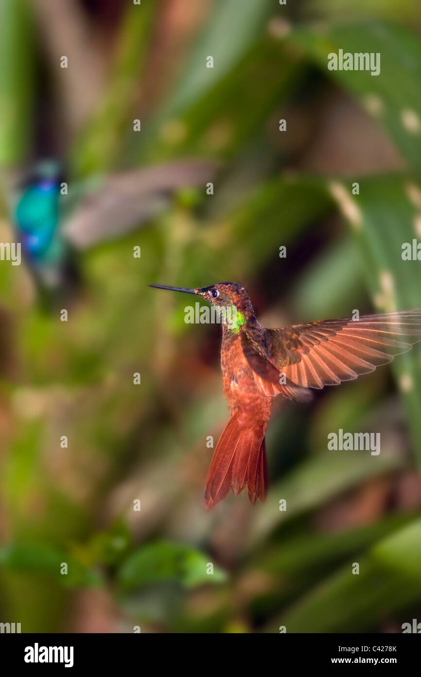 Hummingbirds in the garden of the Kentikafe museum coffee shop. Rainbow ...