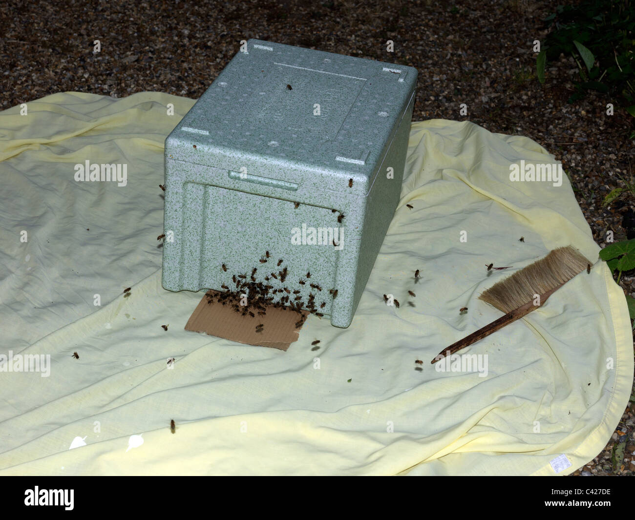 Polystyrene hive hi-res stock photography and images - Alamy