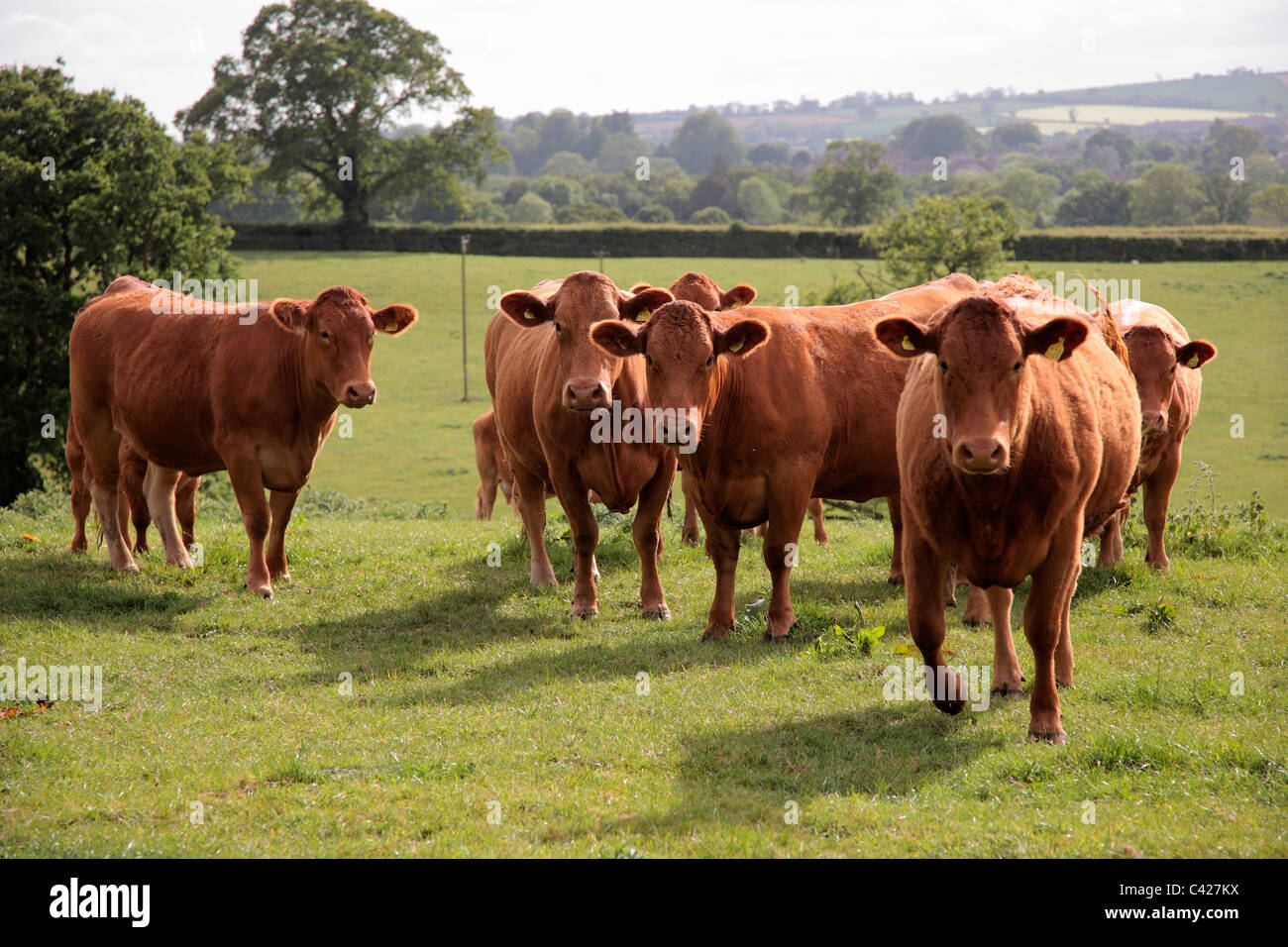 South Devon suckler cows Stock Photo - Alamy