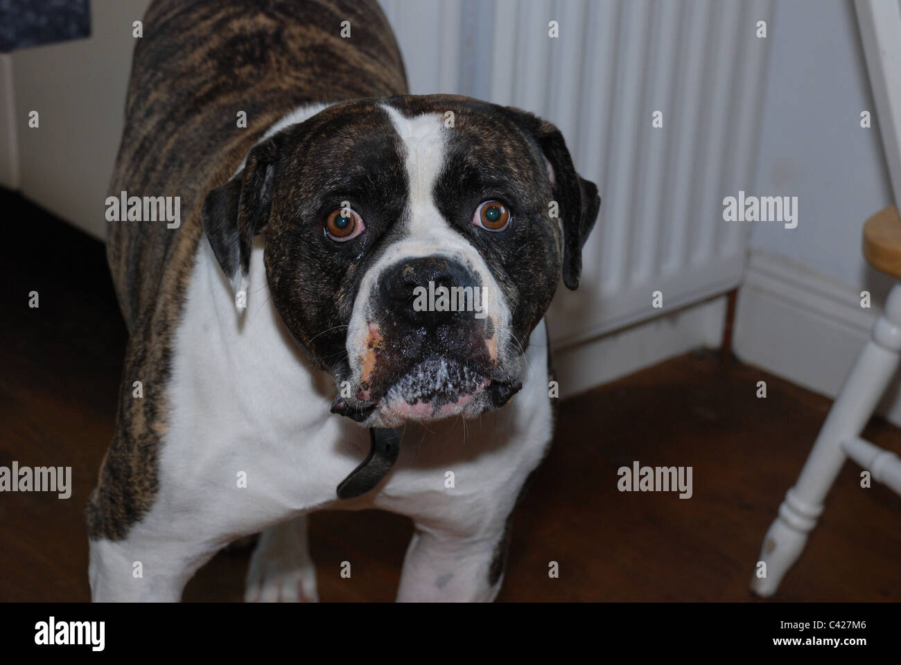 Strong american bulldog hi-res stock photography and images - Alamy