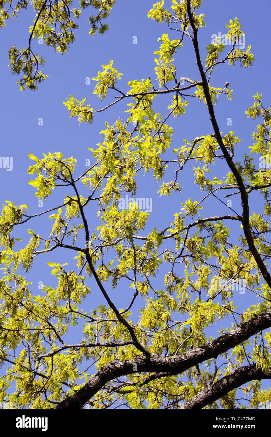 Oak tree early spring hi-res stock photography and images - Alamy