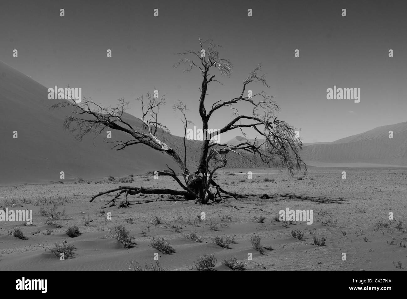 Bone white tree Black and White Stock Photos & Images - Alamy