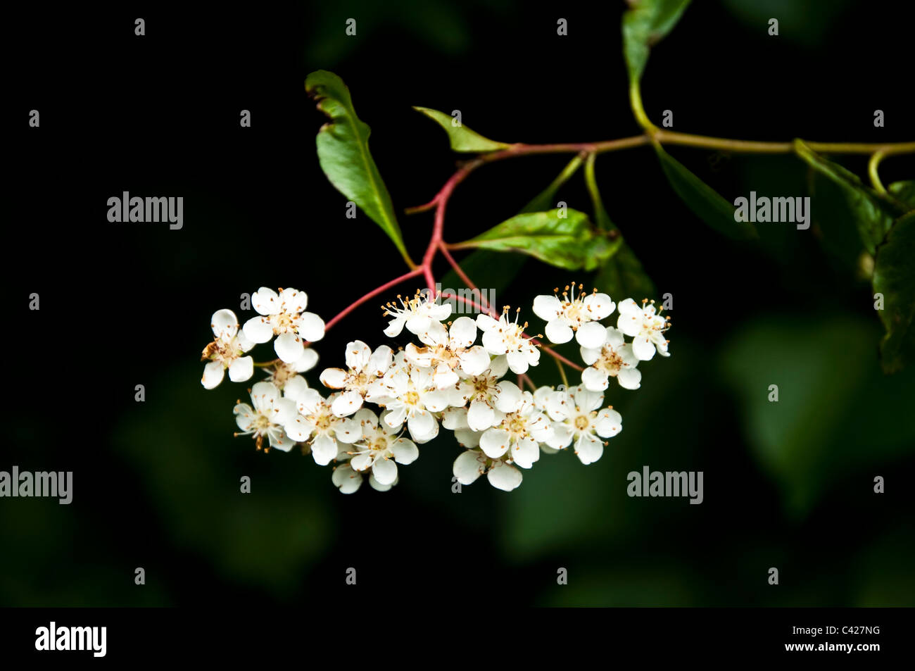 Pyracanth hi-res stock photography and images - Alamy